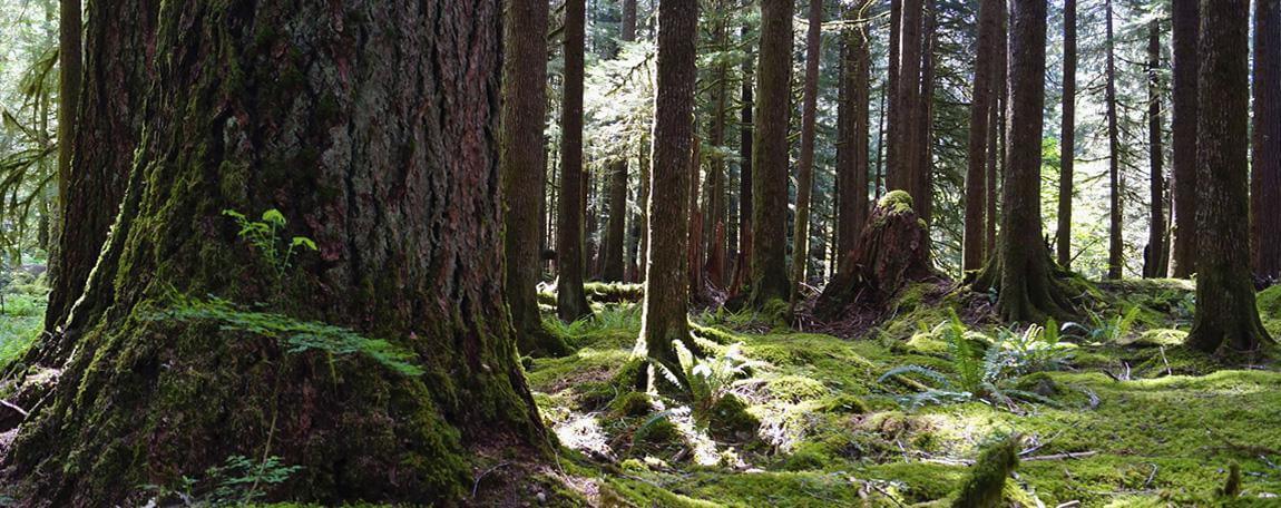 section-1-image - Pan-Abode